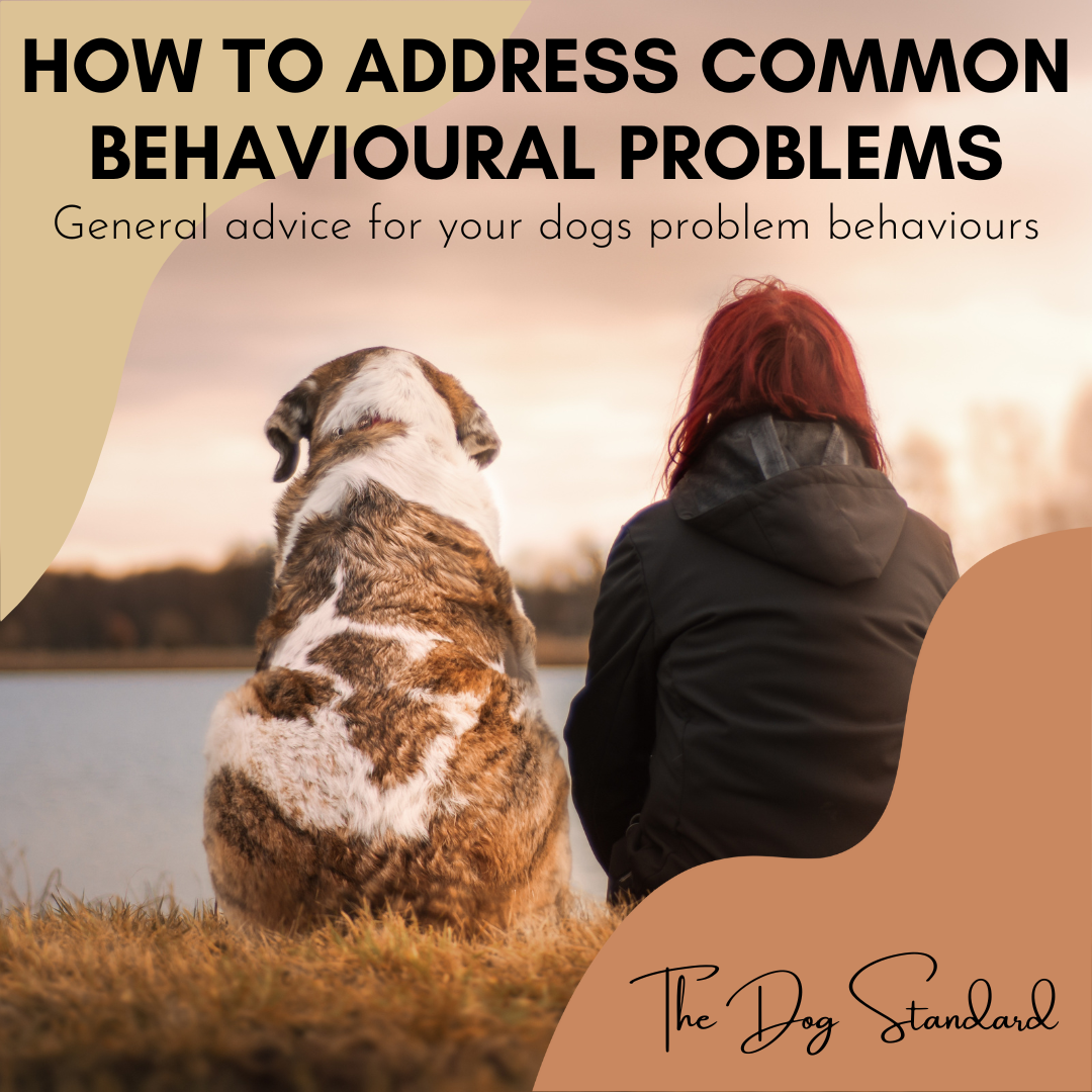 How to Address the most Common Behavioural Problems in Dogs – The Dog ...
