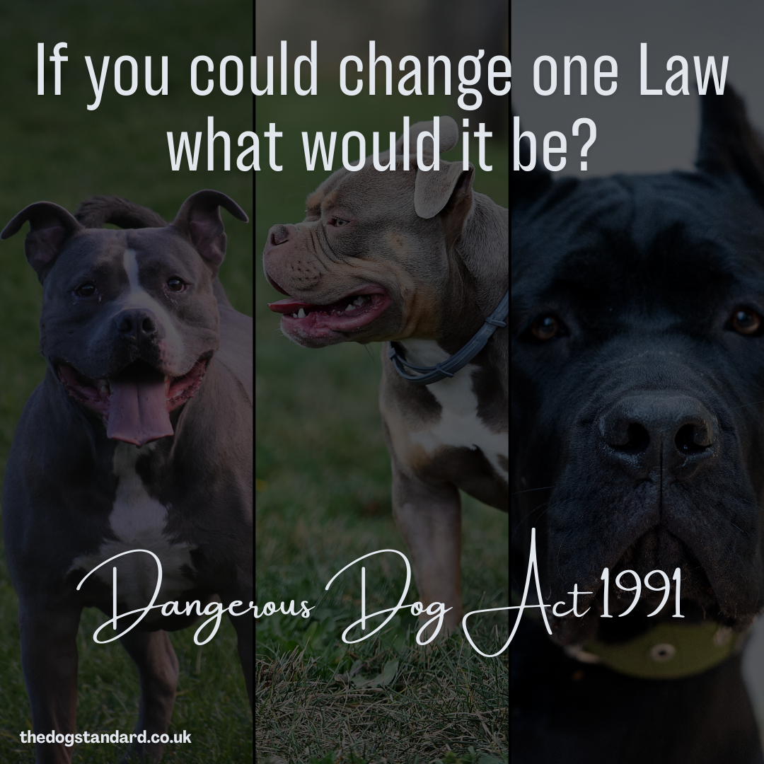 If I could change one Law: The Dangerous Dog Act 1991 – The Dog Standard